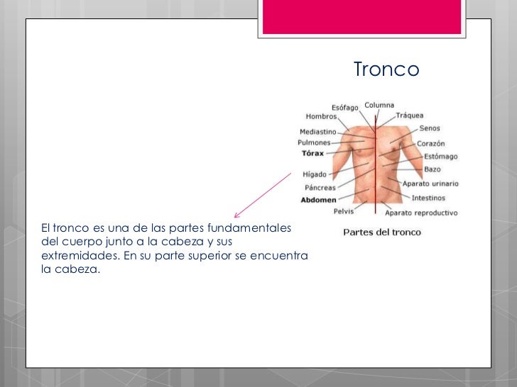 Partes Del Tronco Humano