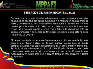 PRESENTACIÓN PASTO DE CORTE CUBA 22.pptx