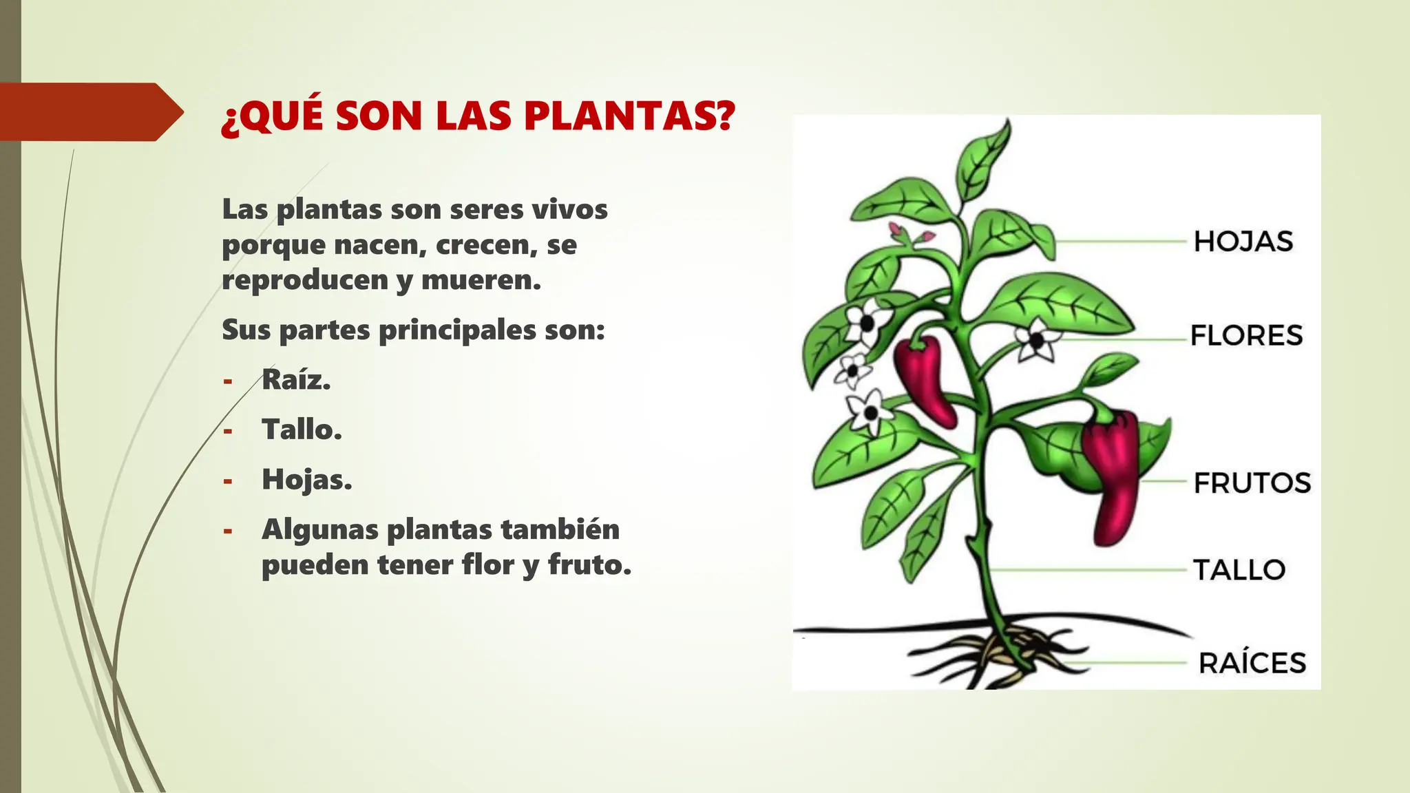 PRESENTACIÓN PLANTAS 3º EDUCACIÓN PRIMARIA.pptx