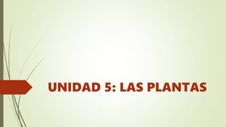 PRESENTACIÓN PLANTAS 3º EDUCACIÓN PRIMARIA.pptx