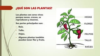 PRESENTACIÓN PLANTAS 3º EDUCACIÓN PRIMARIA.pptx