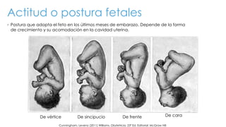 Presentación, posición y situación fetal | PDF