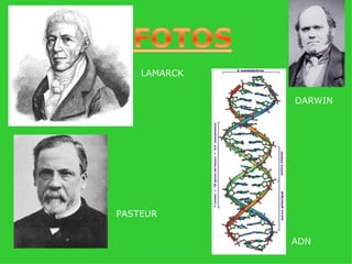 Teorías de la Evolución | PPT