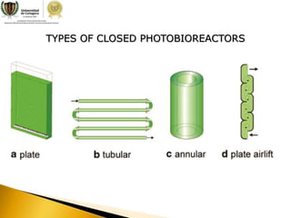Biodiesel from microalgae: A chemical process approach | PPTX