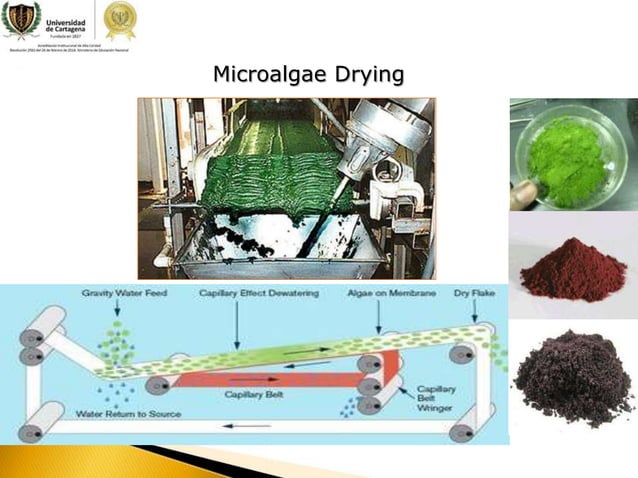 Biodiesel from microalgae: A chemical process approach | PPT