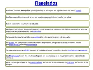 Presentación protozoos | PPTX