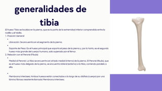 Tibia y perone presentación de anatomía humana | PDF