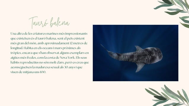 Animals marins mès grans del món | PPT