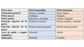 presentacion pelvis ginecologia y obstetricia | PDF