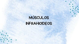Musculos anteriores del cuello, anatomia | PDF