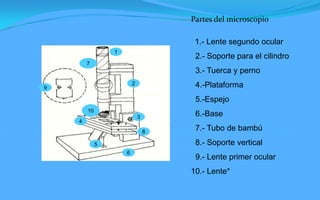 Presentación proyecto microscopio | PPTX