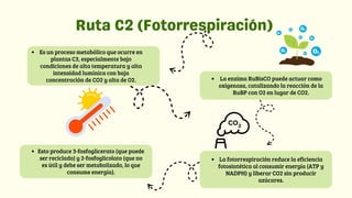 Metabolismo fotosintético y respiratorio | PDF