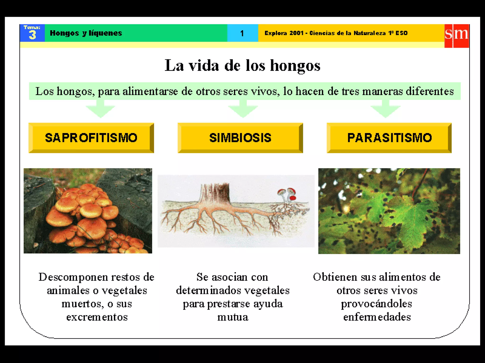 PresentacióN Reino Hongos | PPT