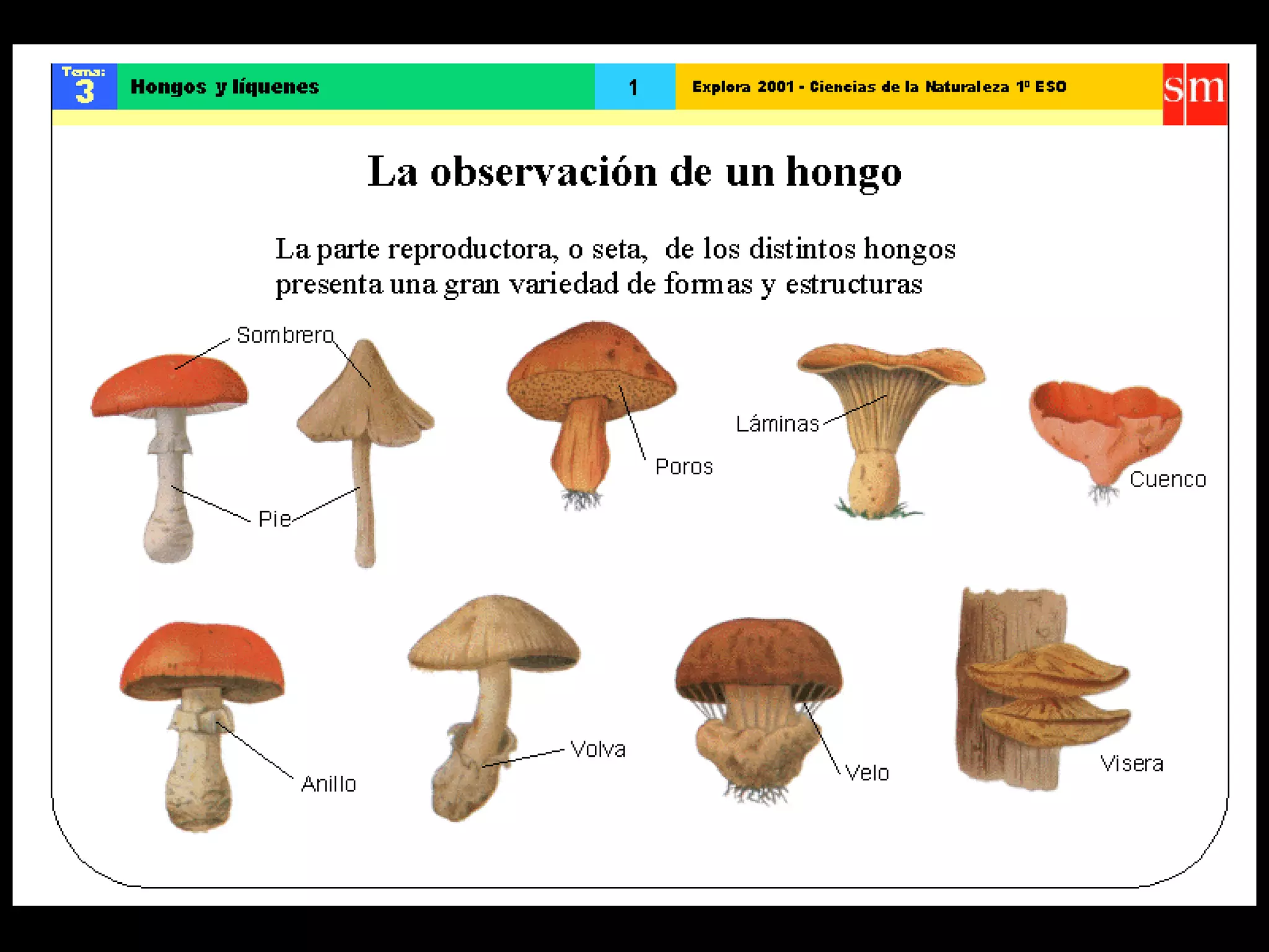 PresentacióN Reino Hongos | PPT