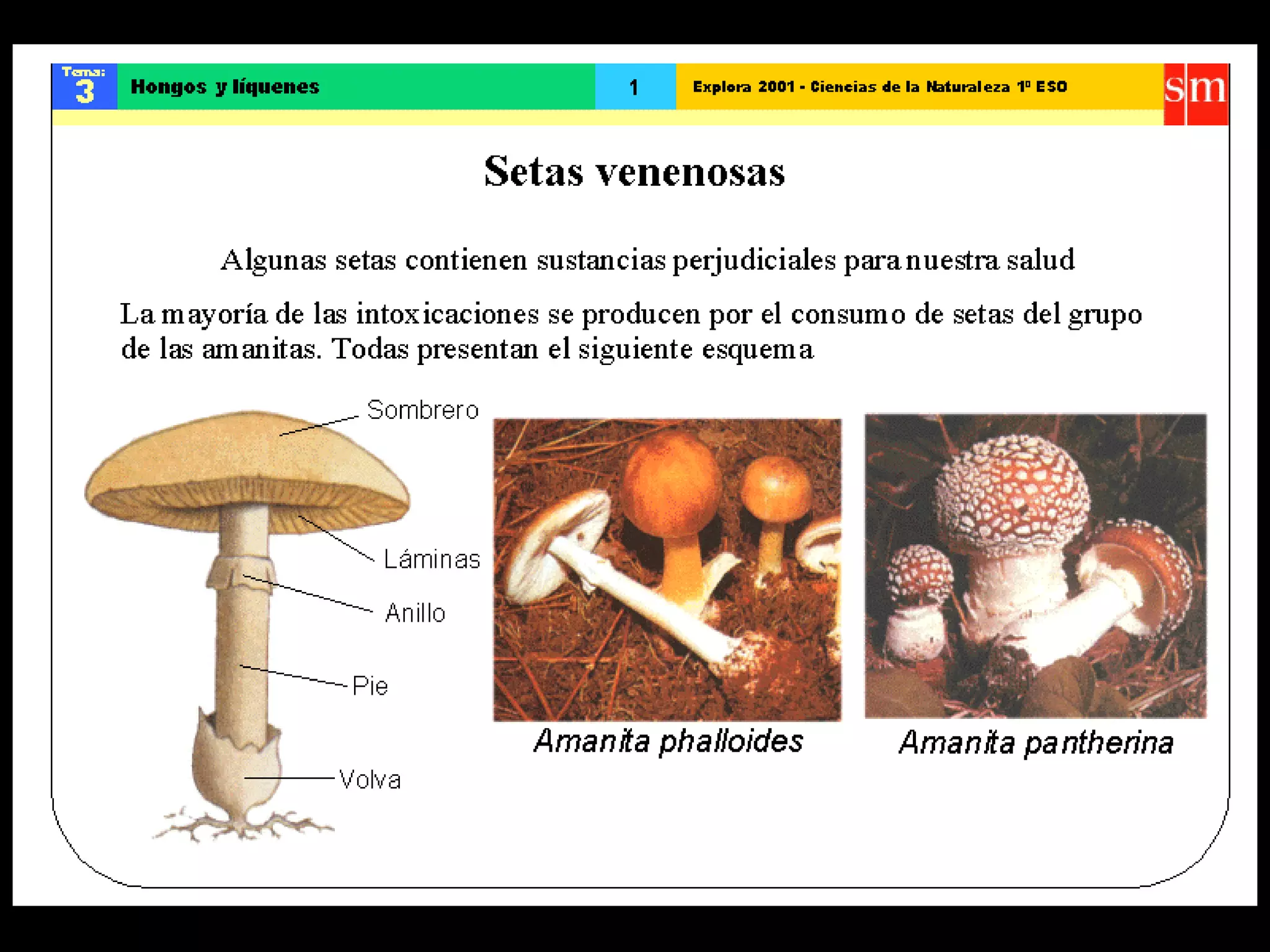 PresentacióN Reino Hongos | PPT
