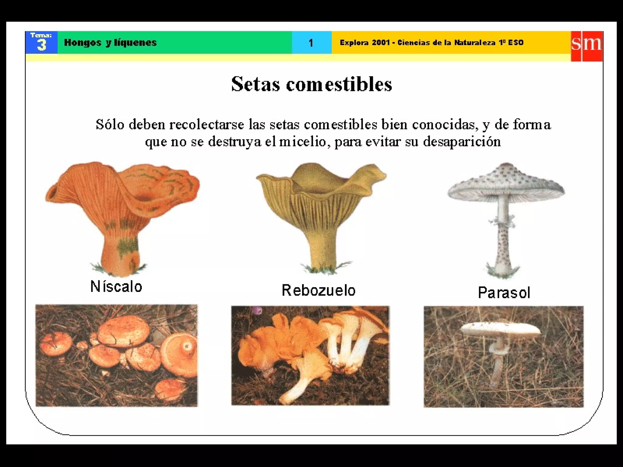 PresentacióN Reino Hongos | PPT