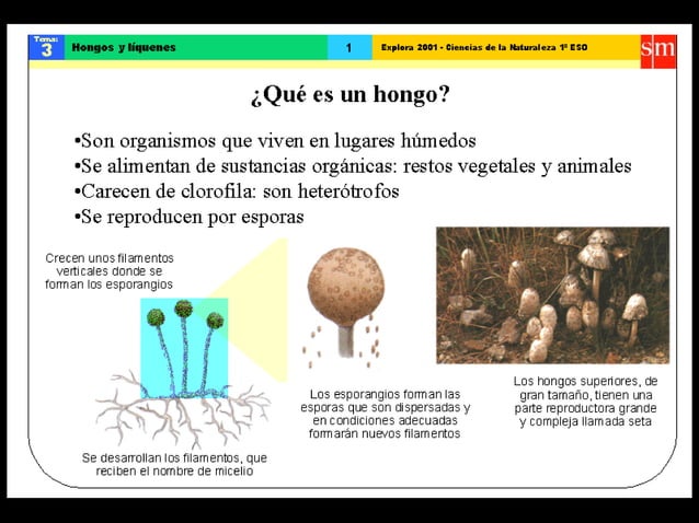 PresentacióN Reino Hongos | PPT