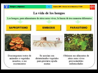 PresentacióN Reino Hongos | PPT