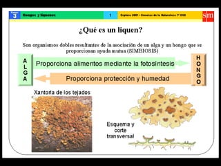 PresentacióN Reino Hongos | PPT