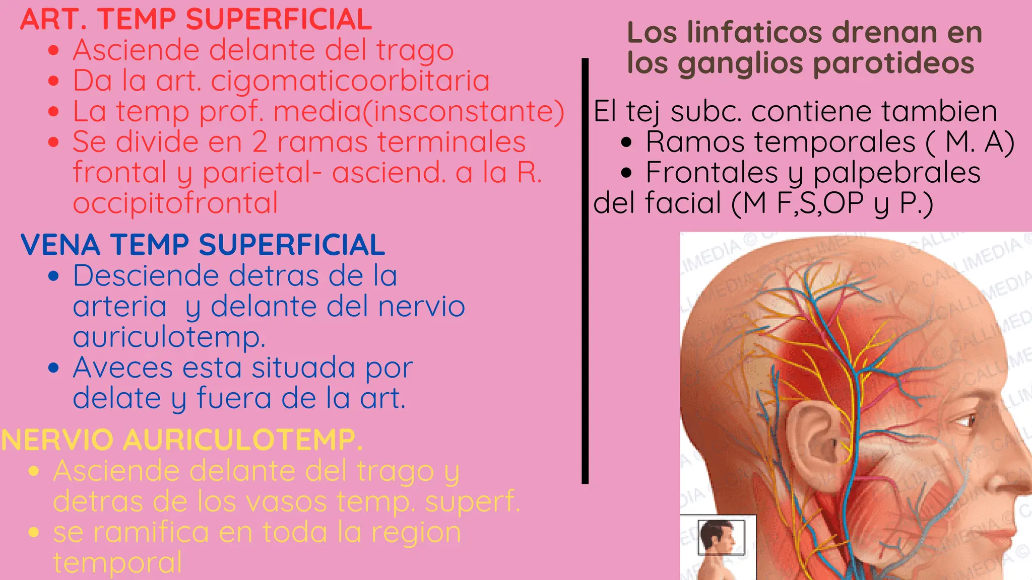 region temporal............................. | PPT
