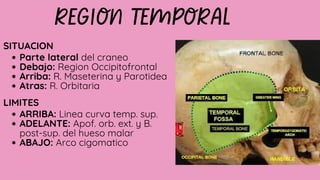 region temporal............................. | PDF