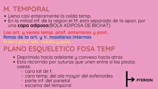 region temporal............................. | PDF