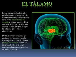 Sistema nervioso | PPTX