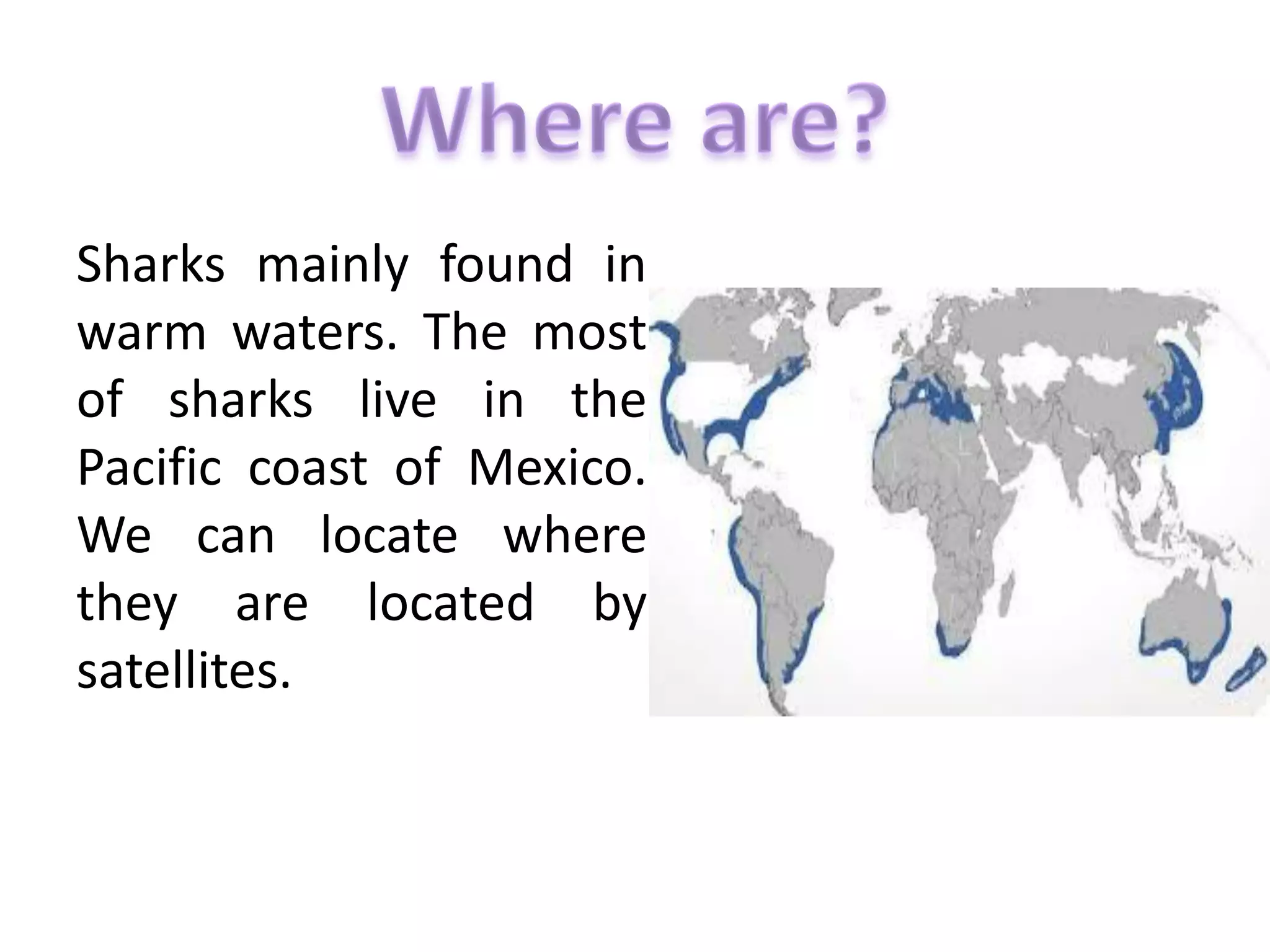 Sharks | PDF | Fish and Aquariums | Pets