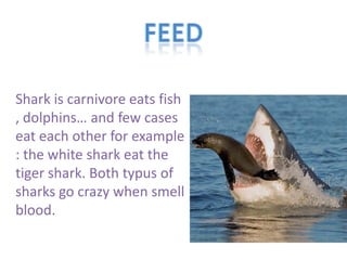 Sharks | PDF | Fish and Aquariums | Pets