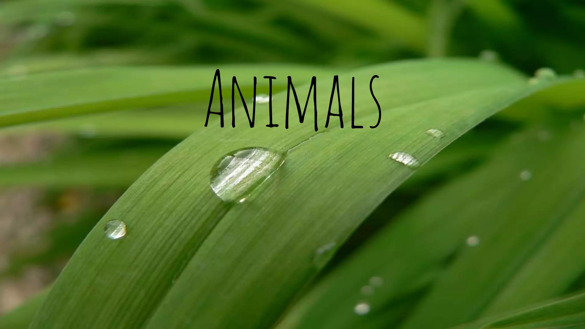 Presentación animals | PPTX