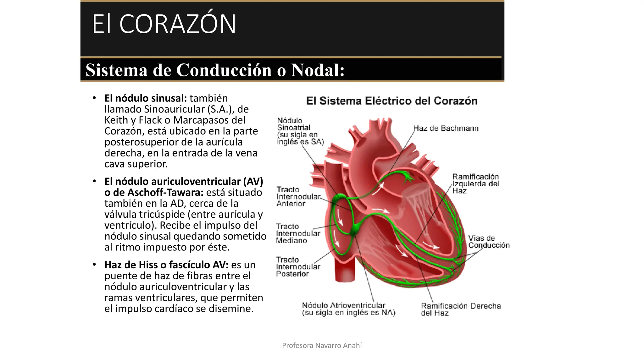 Presentación sistema Cardiovascular PARTE 1.pdf