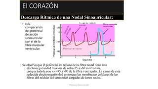 Presentación sistema Cardiovascular PARTE 1.pdf