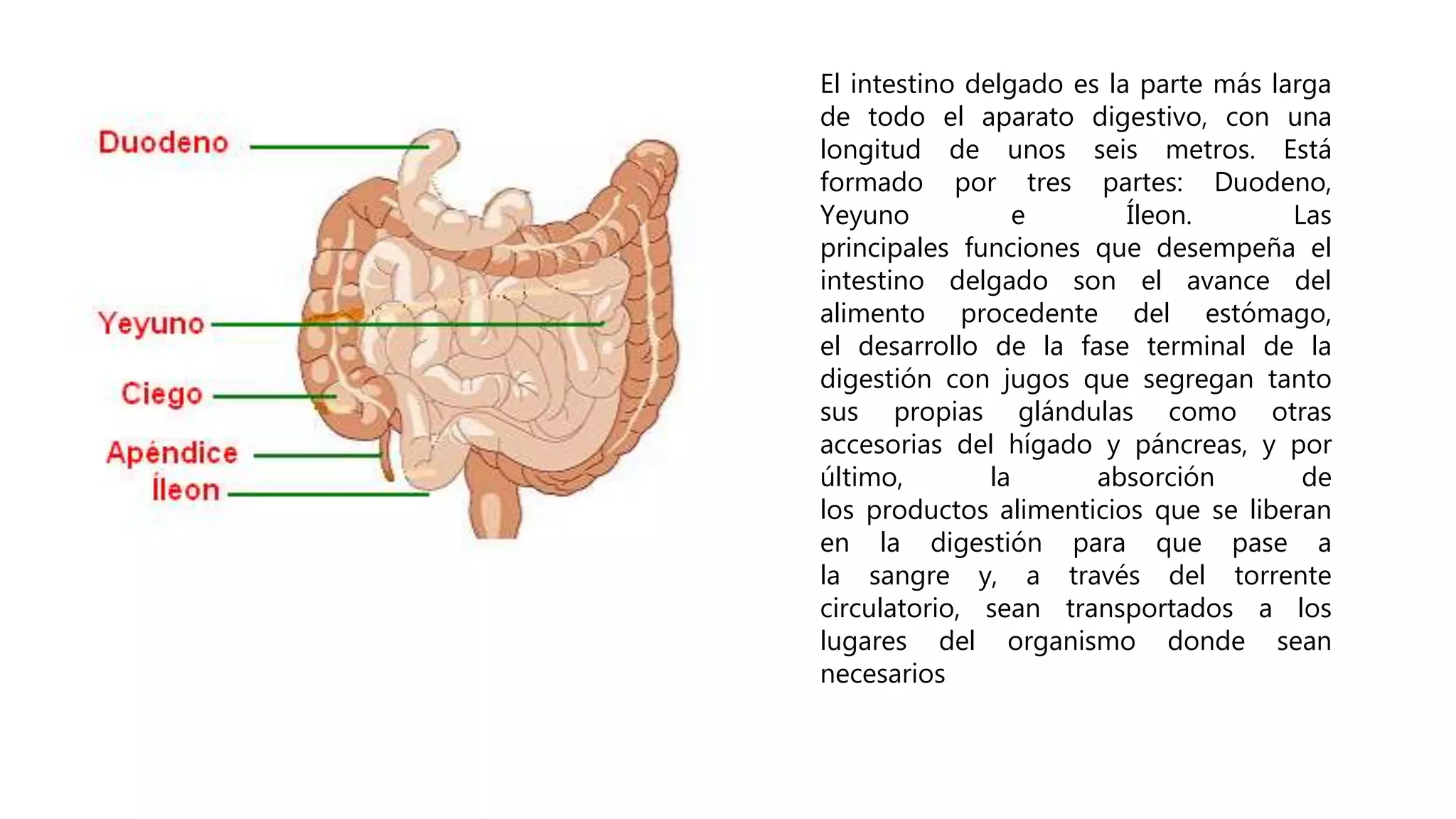 Presentación sistema digestivo | PPTX | Biological Sciences | Science