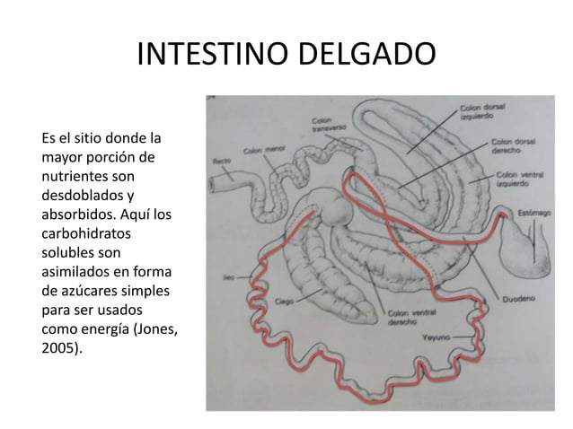 Sistema gastrointestinal equino | PPTX