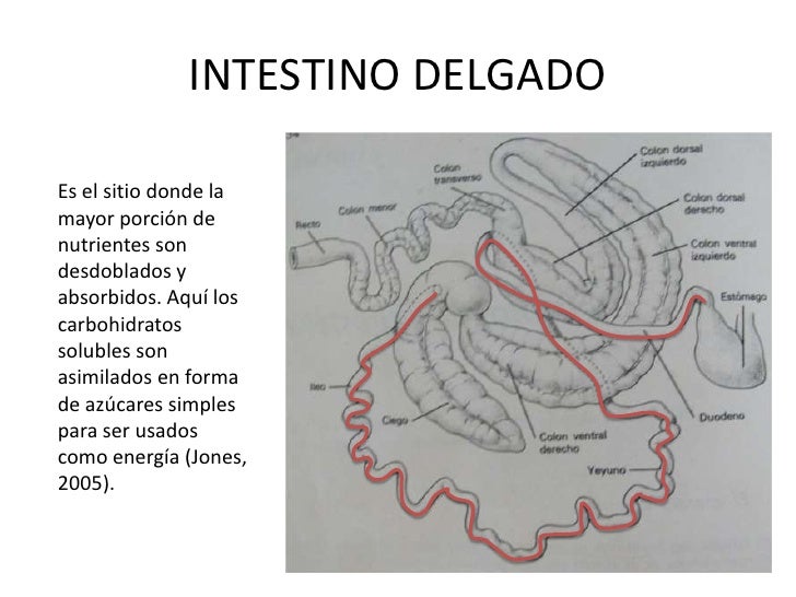 Sistema Gastrointestinal Equino