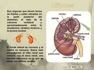 Sistema Renal | PPTX