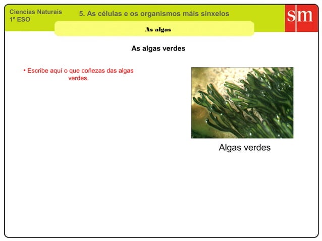 Presentación sobre as algas | PPT