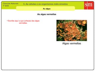 Presentación sobre as algas | PPT