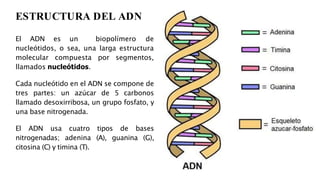 Presentación sobre el ADN .pptx