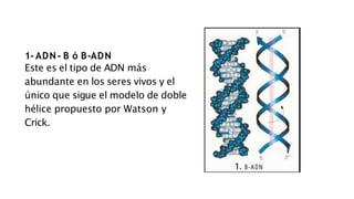 Presentación sobre el ADN .pptx