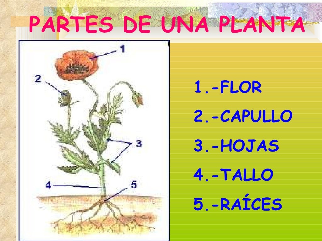 PresentacióN Sobre Las Plantas