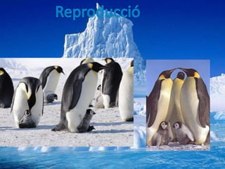 ZONA POLAR !!!!!! | PPT