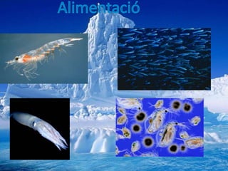 ZONA POLAR !!!!!! | PPT