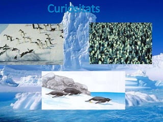 ZONA POLAR !!!!!! | PPT