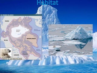 ZONA POLAR !!!!!! | PPT