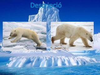ZONA POLAR !!!!!! | PPT