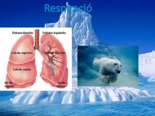 ZONA POLAR !!!!!! | PPT