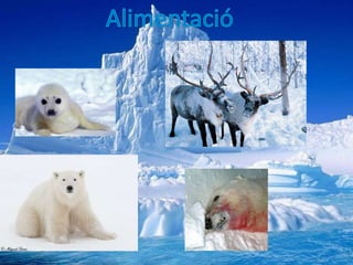 ZONA POLAR !!!!!! | PPT