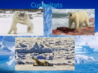 ZONA POLAR !!!!!! | PPT