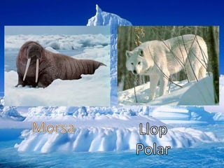 ZONA POLAR !!!!!! | PPT